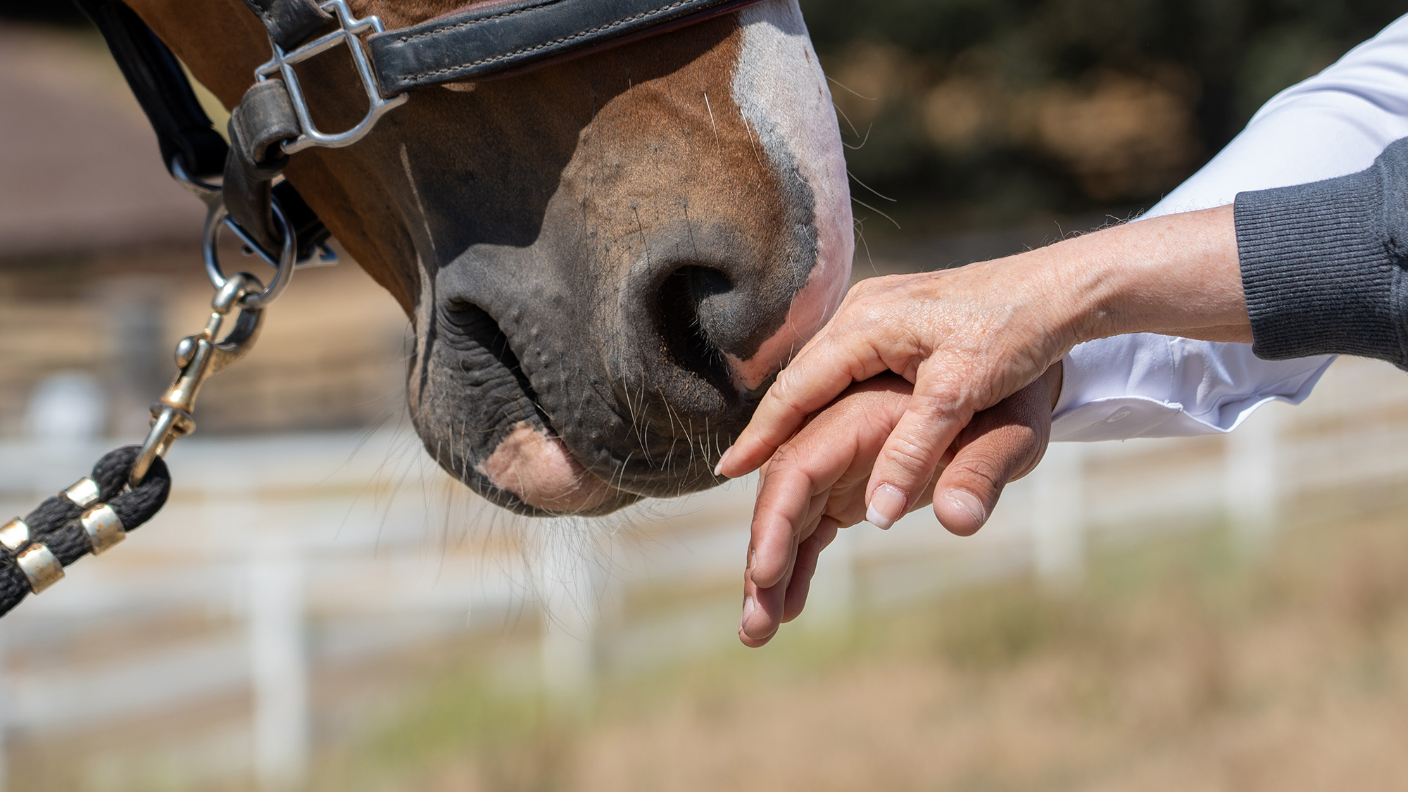 Connected Horse: Equine-Guided Memory Support Programs