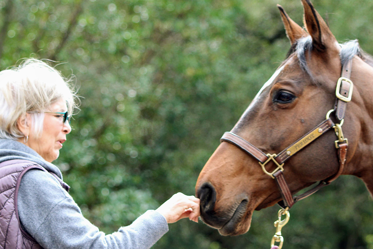 Contact | Connected Horse