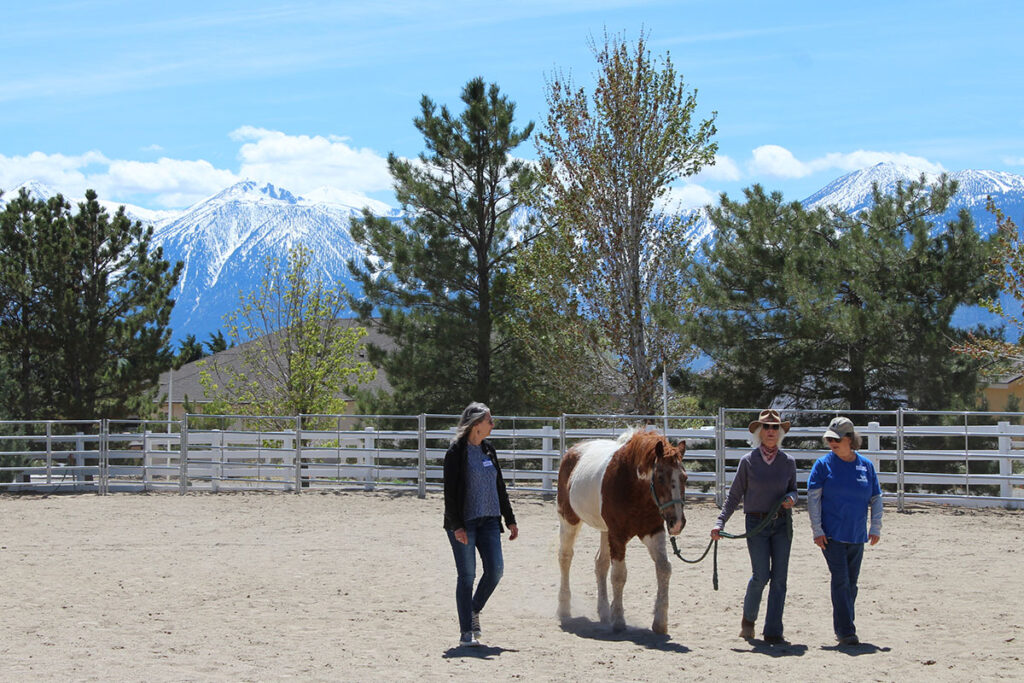 Training Institute – Connected Horse