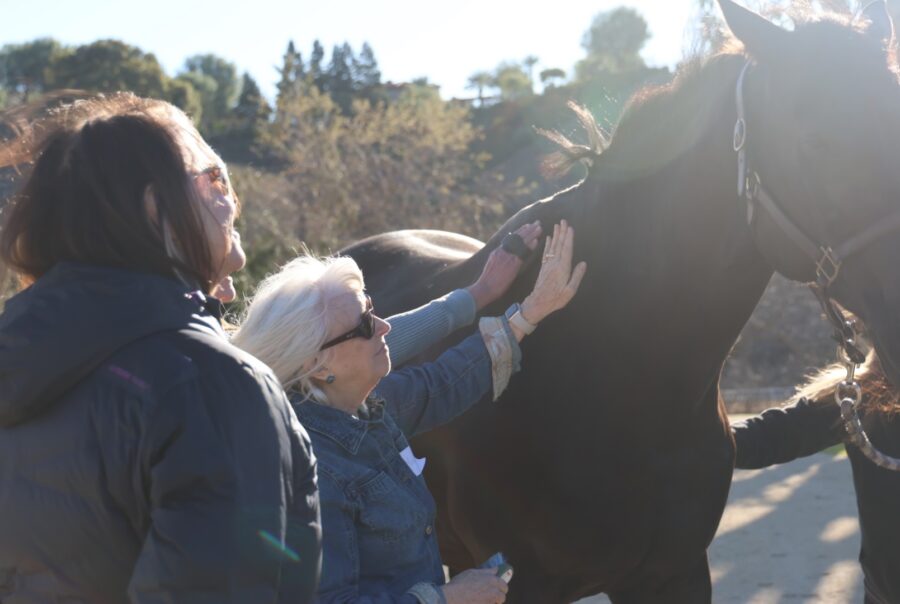 Connected Horse: Equine-Guided Memory Support Programs